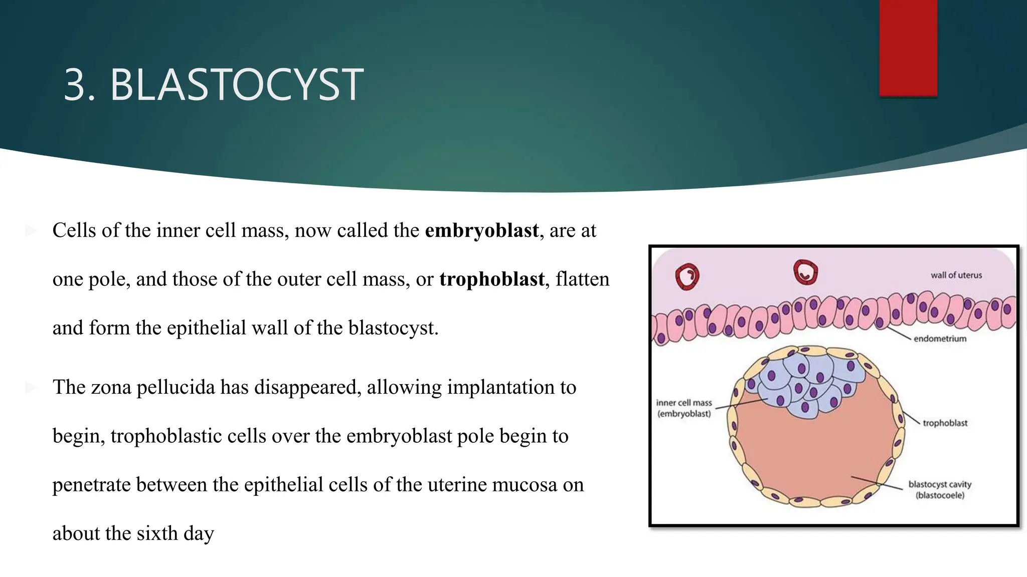 Embryology of head and neck - arun omfspptx | PPTX