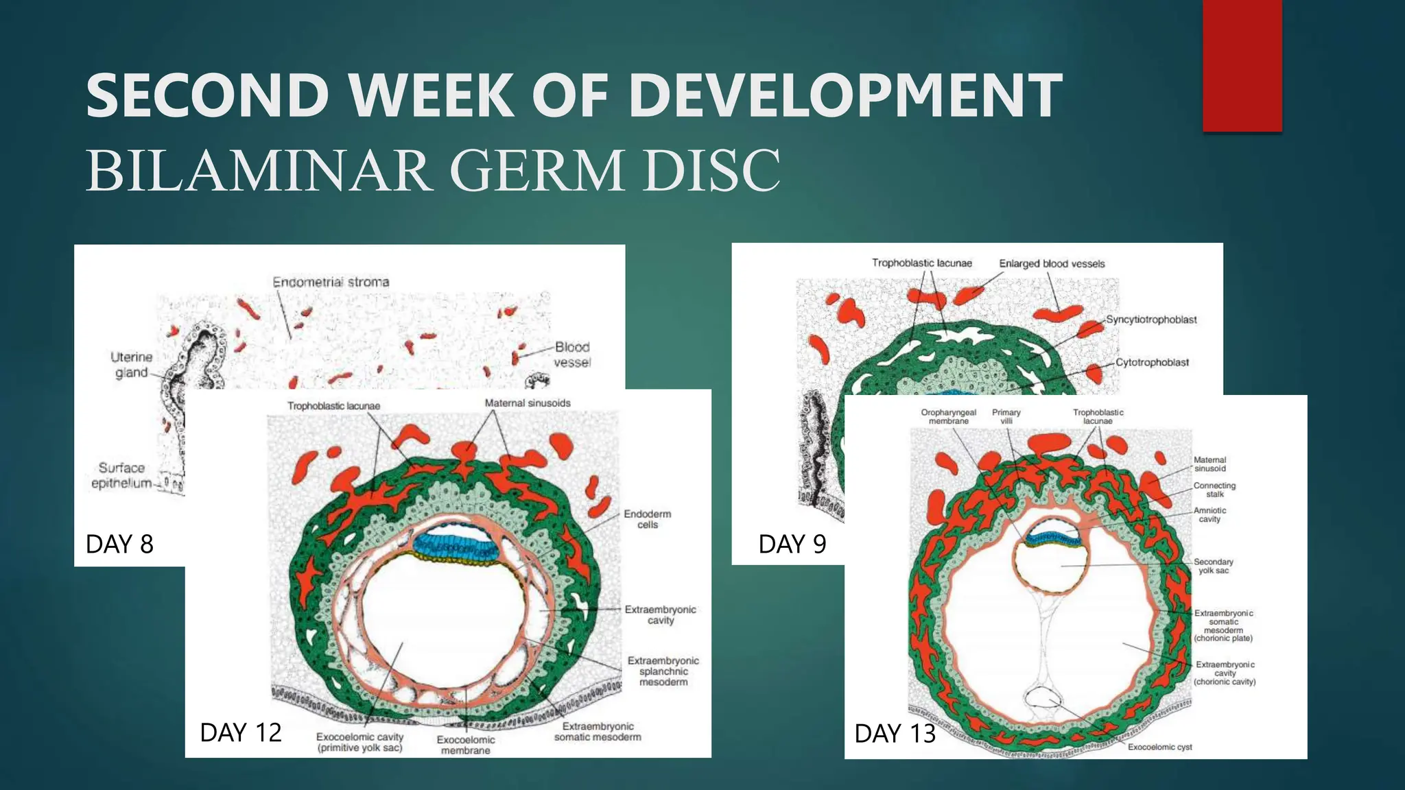 Embryology of head and neck - arun omfspptx | PPTX