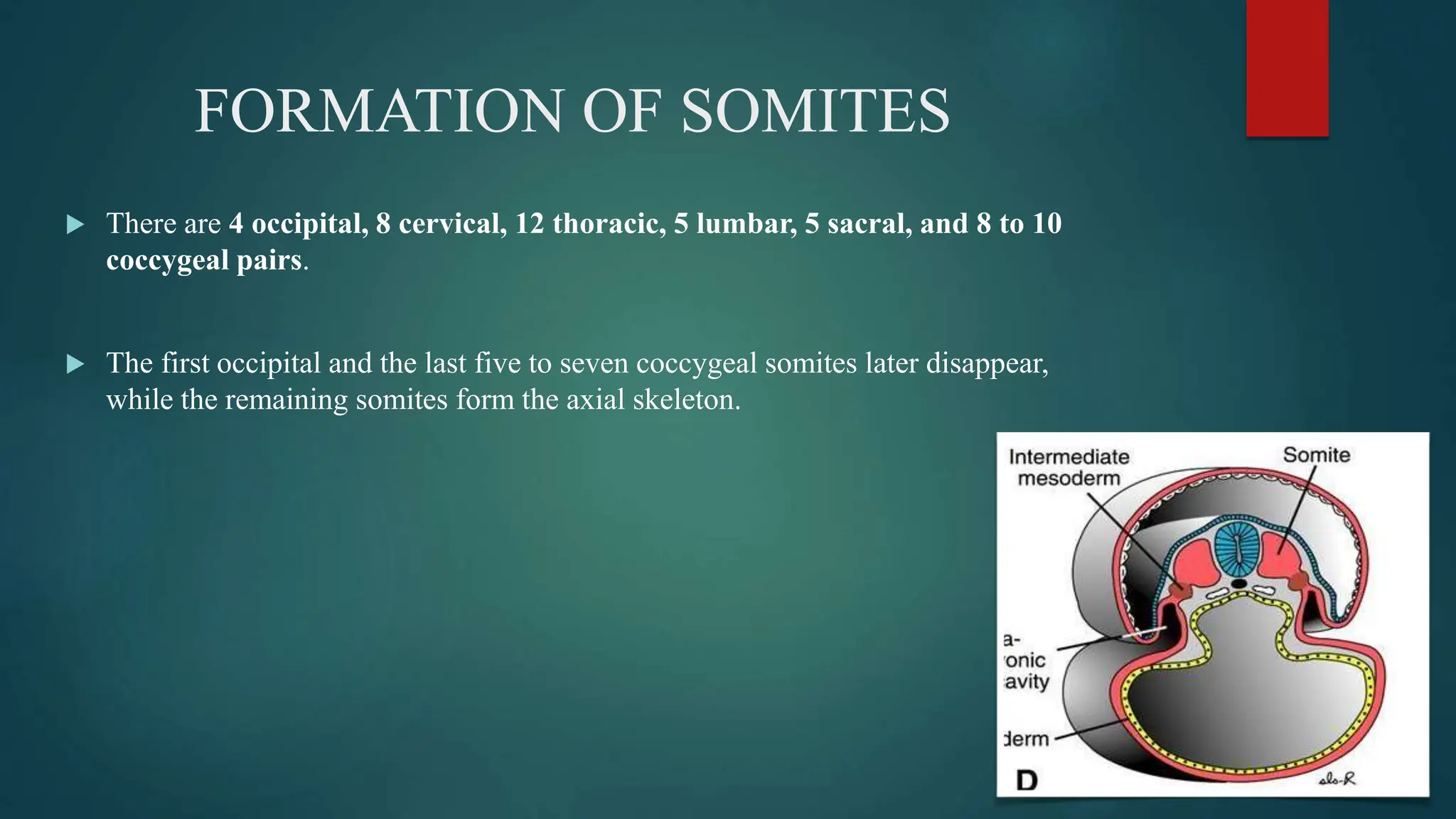 Embryology of head and neck - arun omfspptx | PPTX