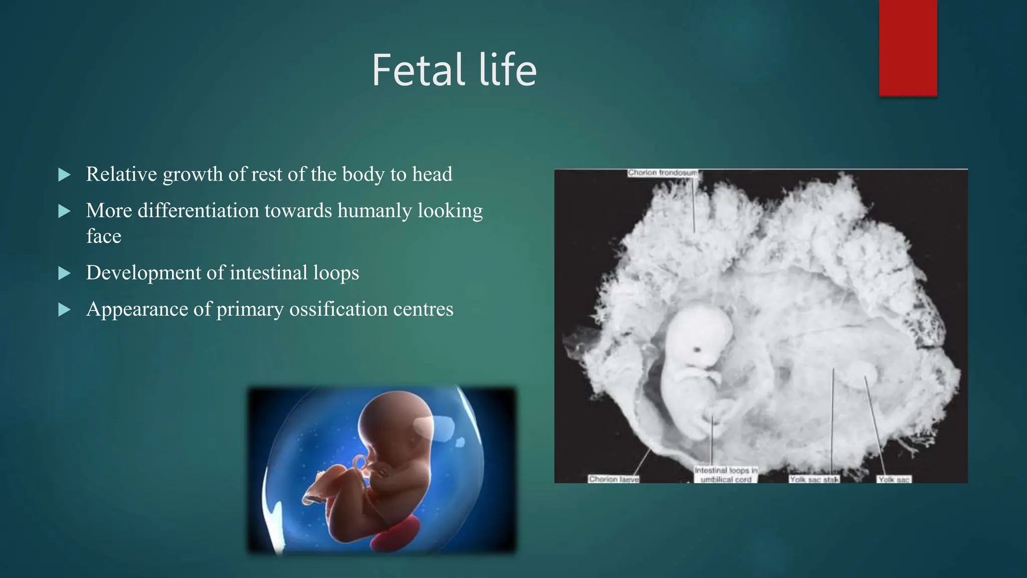 Embryology of head and neck - arun omfspptx | PPTX