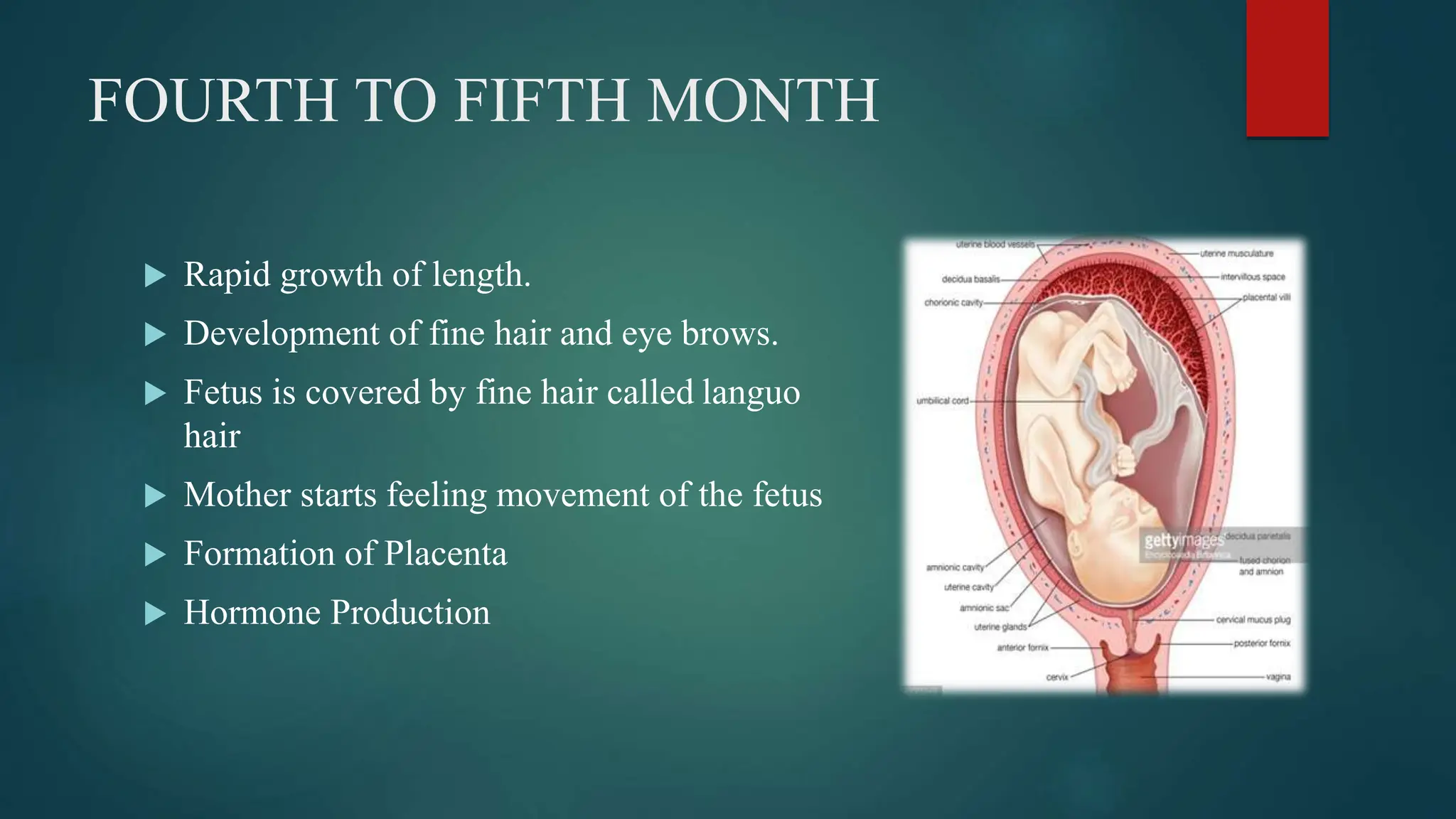 Embryology of head and neck - arun omfspptx | PPTX
