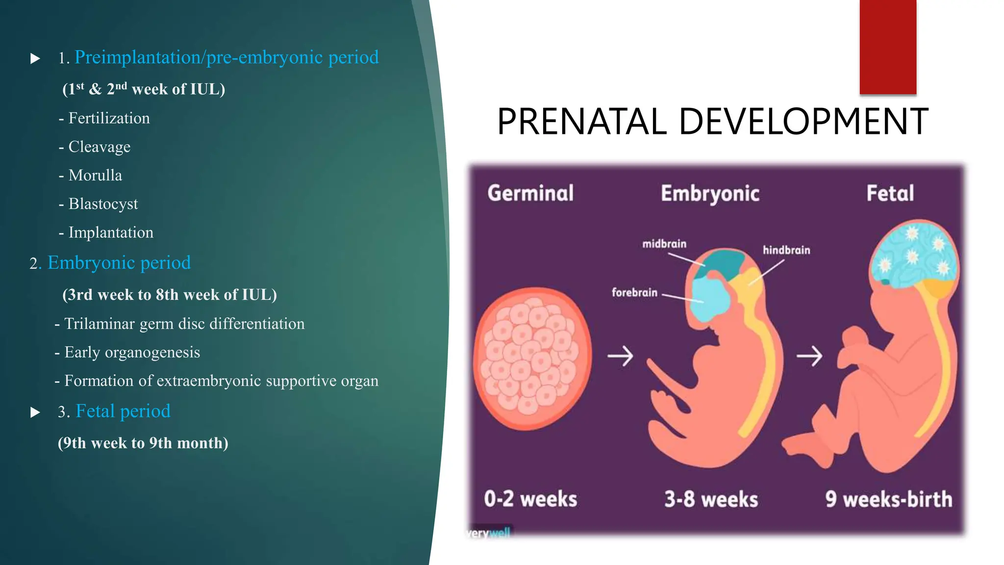 Embryology of head and neck - arun omfspptx | PPTX