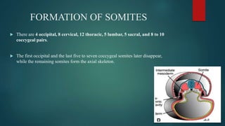 Embryology of head and neck - arun omfspptx | PPTX