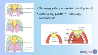 Embryology of Head and Neck A Dive Into Medicine | PDF