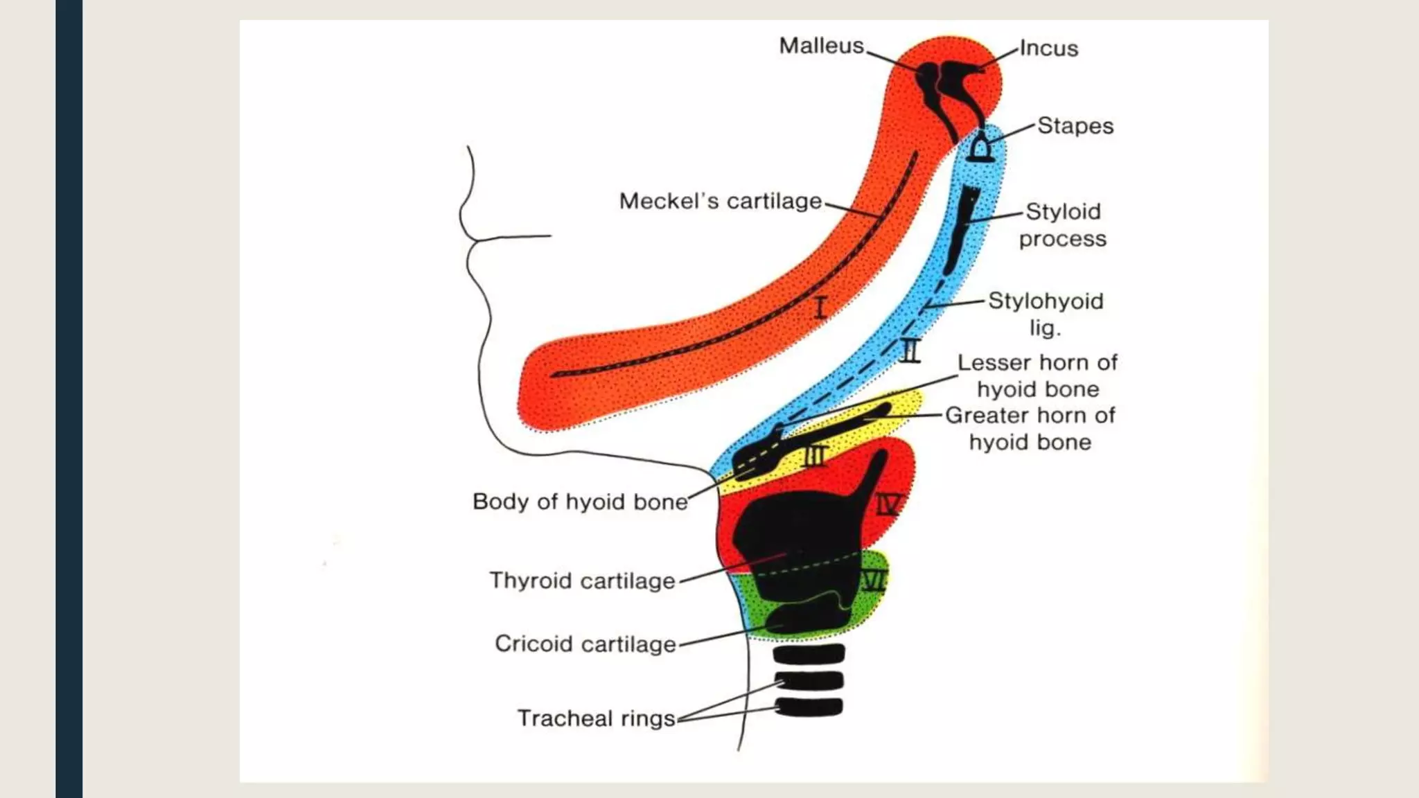 Embryology of head and neck | PPTX