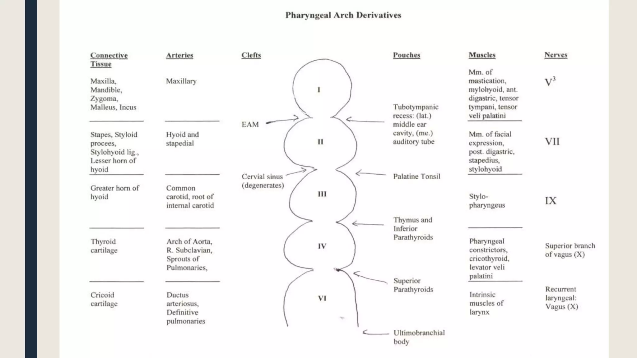 Embryology of head and neck | PPTX