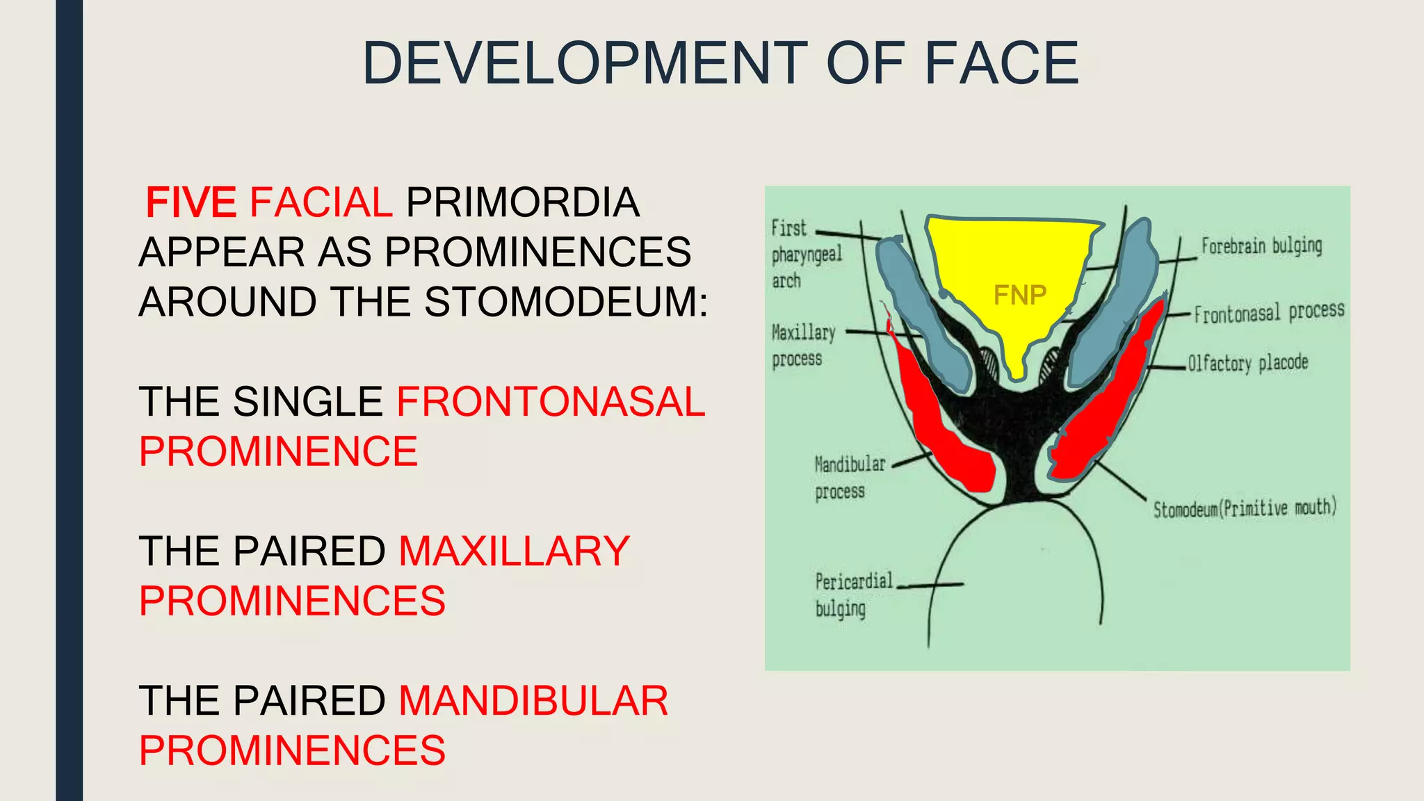 Embryology of head and neck | PPTX
