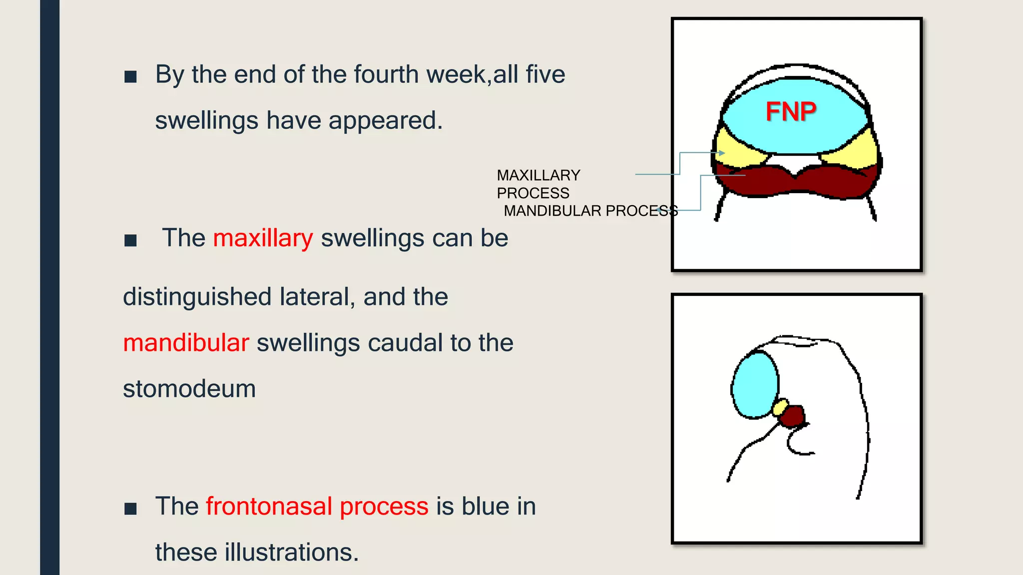 Embryology of head and neck | PPTX