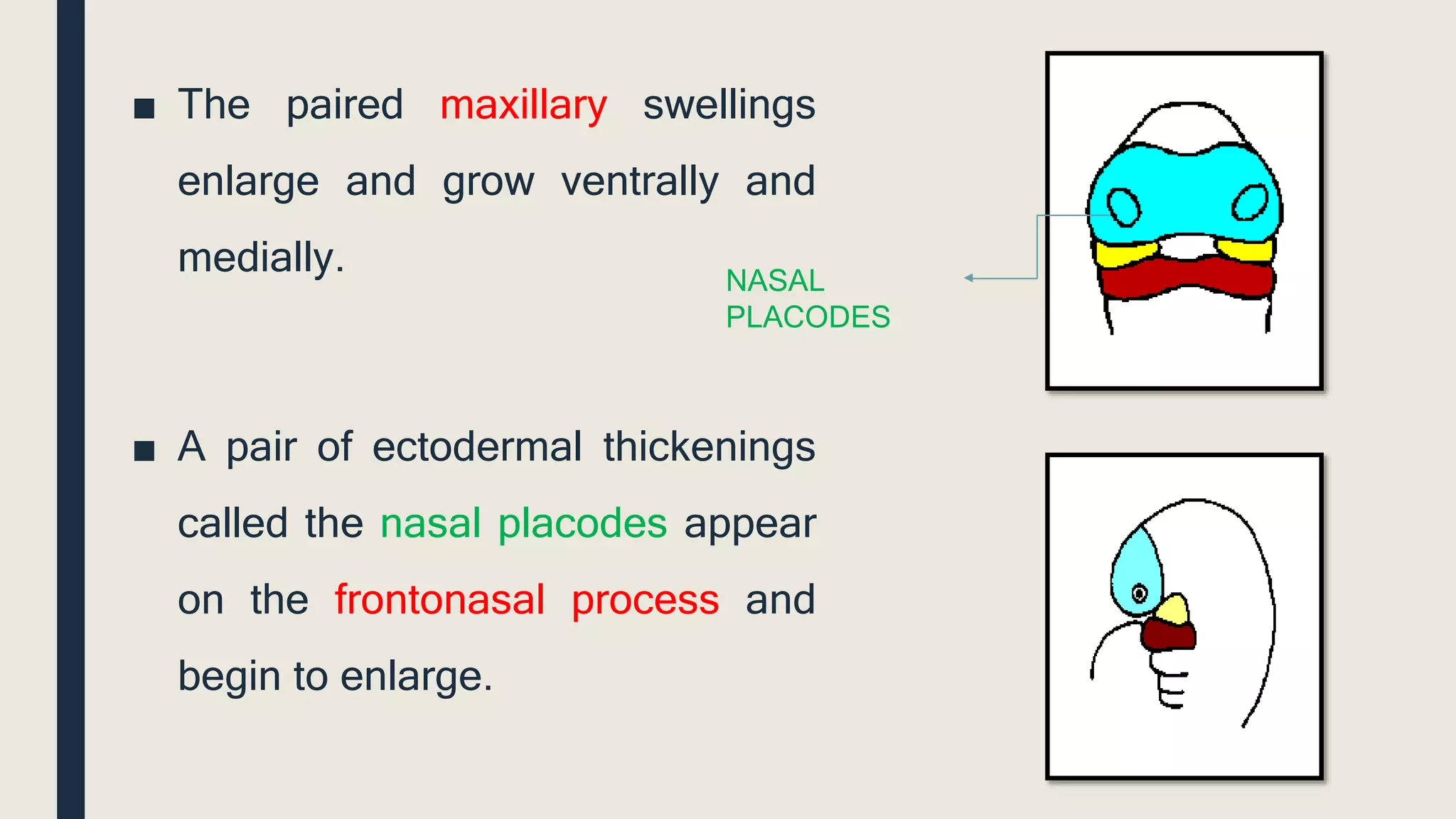 Embryology of head and neck | PPTX