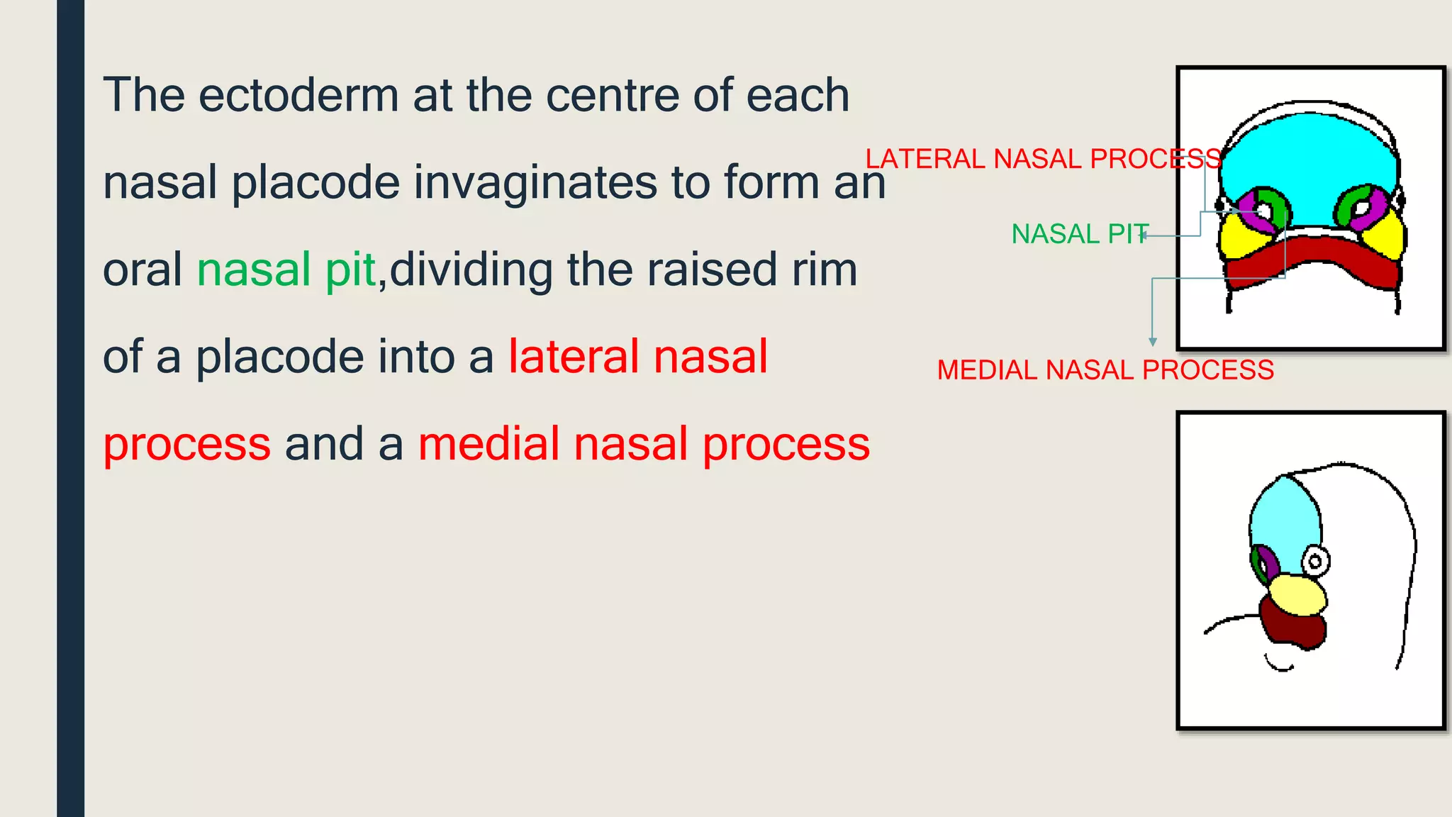 Embryology of head and neck | PPTX