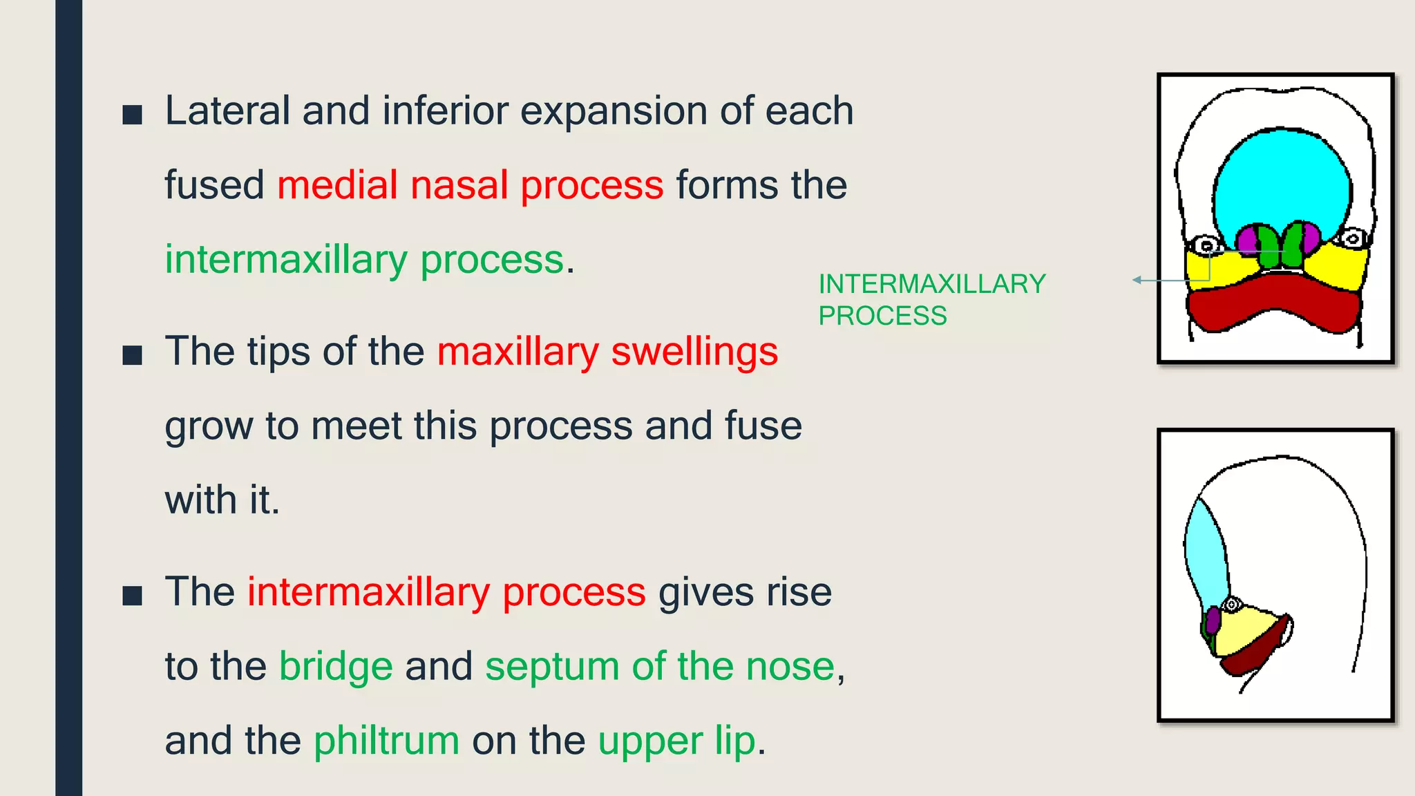 Embryology of head and neck | PPTX