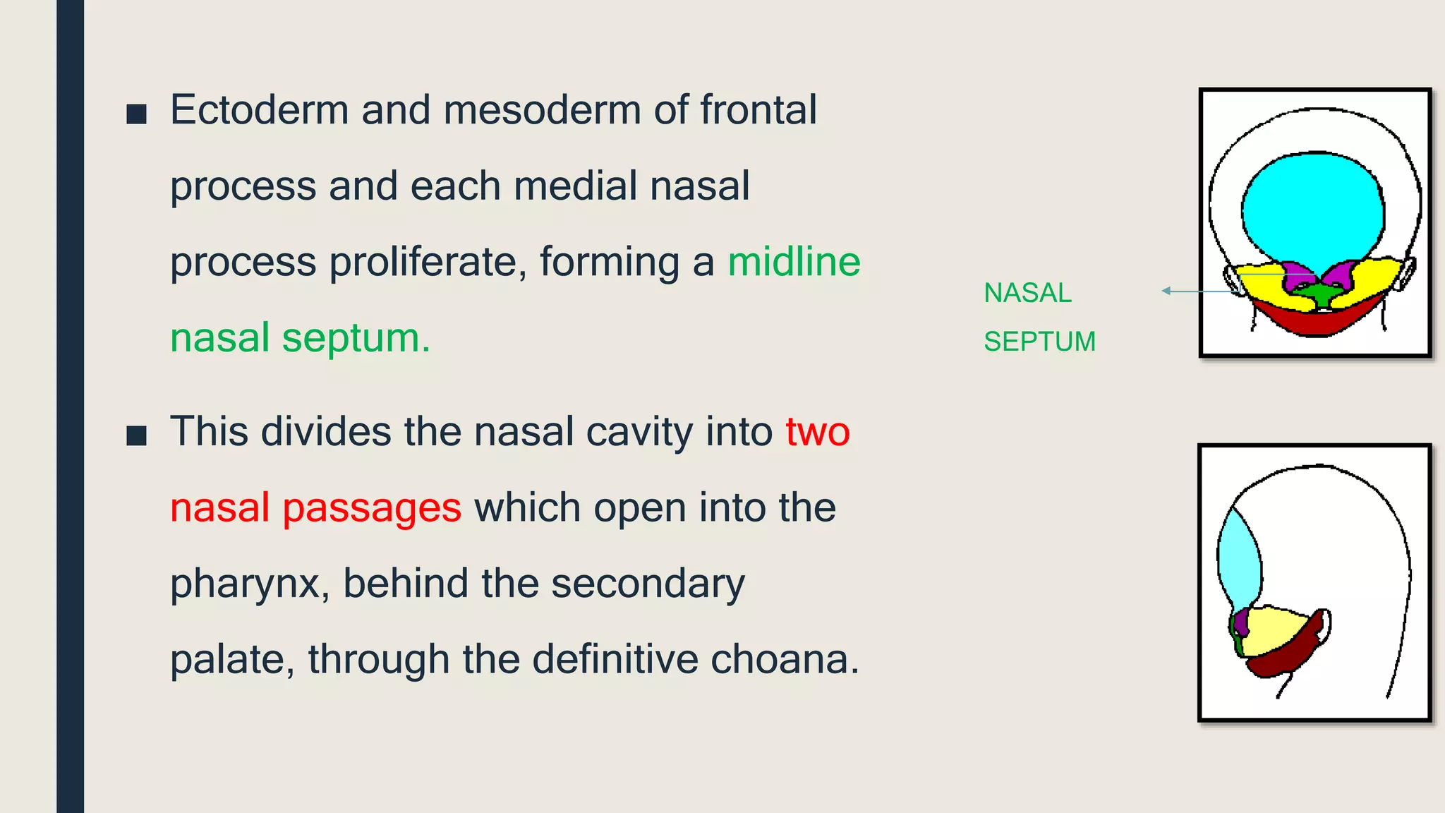 Embryology of head and neck | PPTX
