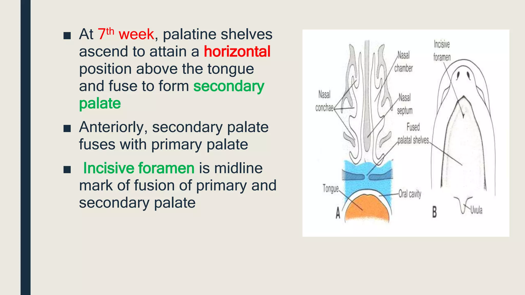 Embryology of head and neck | PPTX