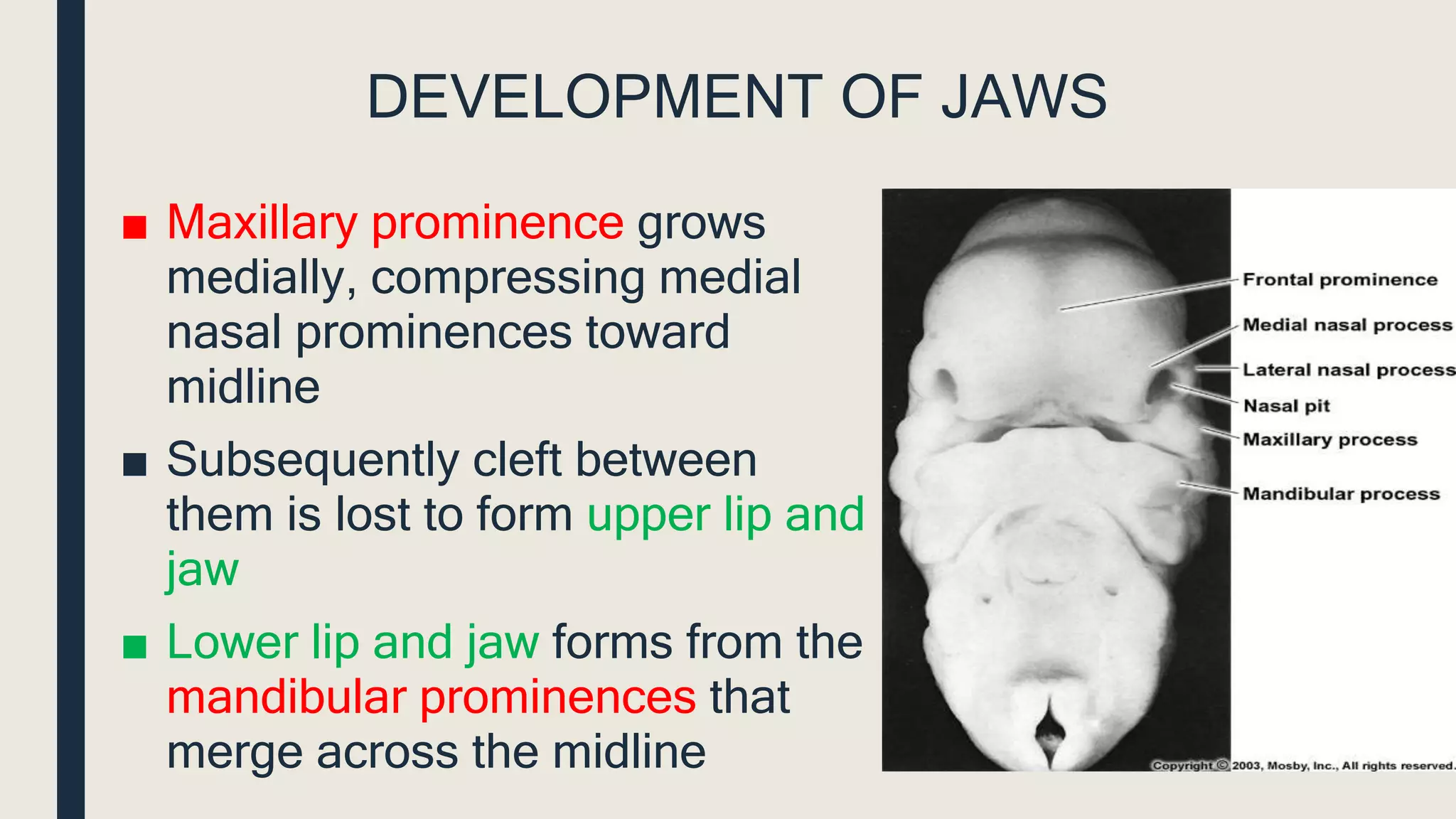 Embryology of head and neck | PPTX