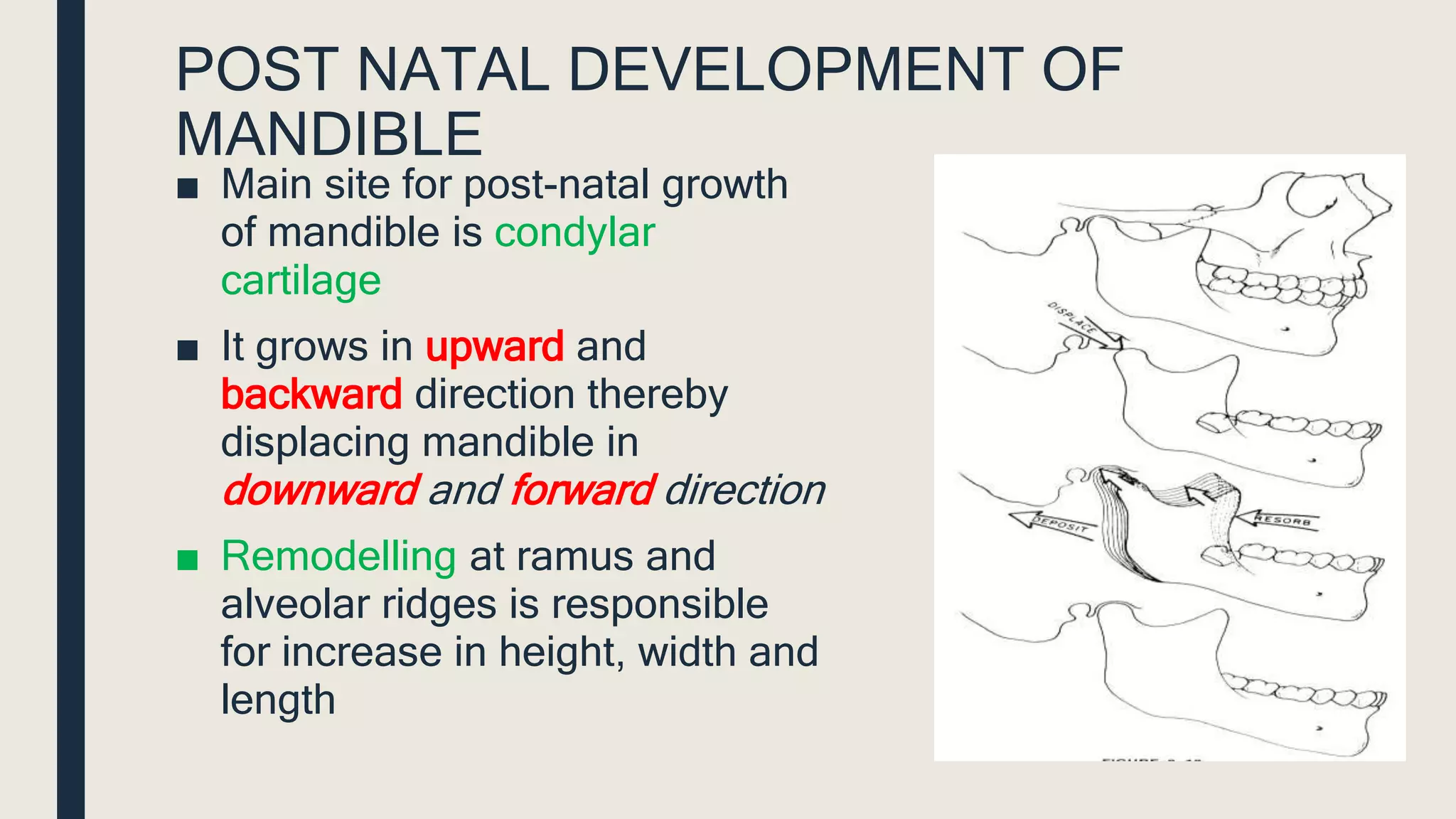Embryology of head and neck | PPTX