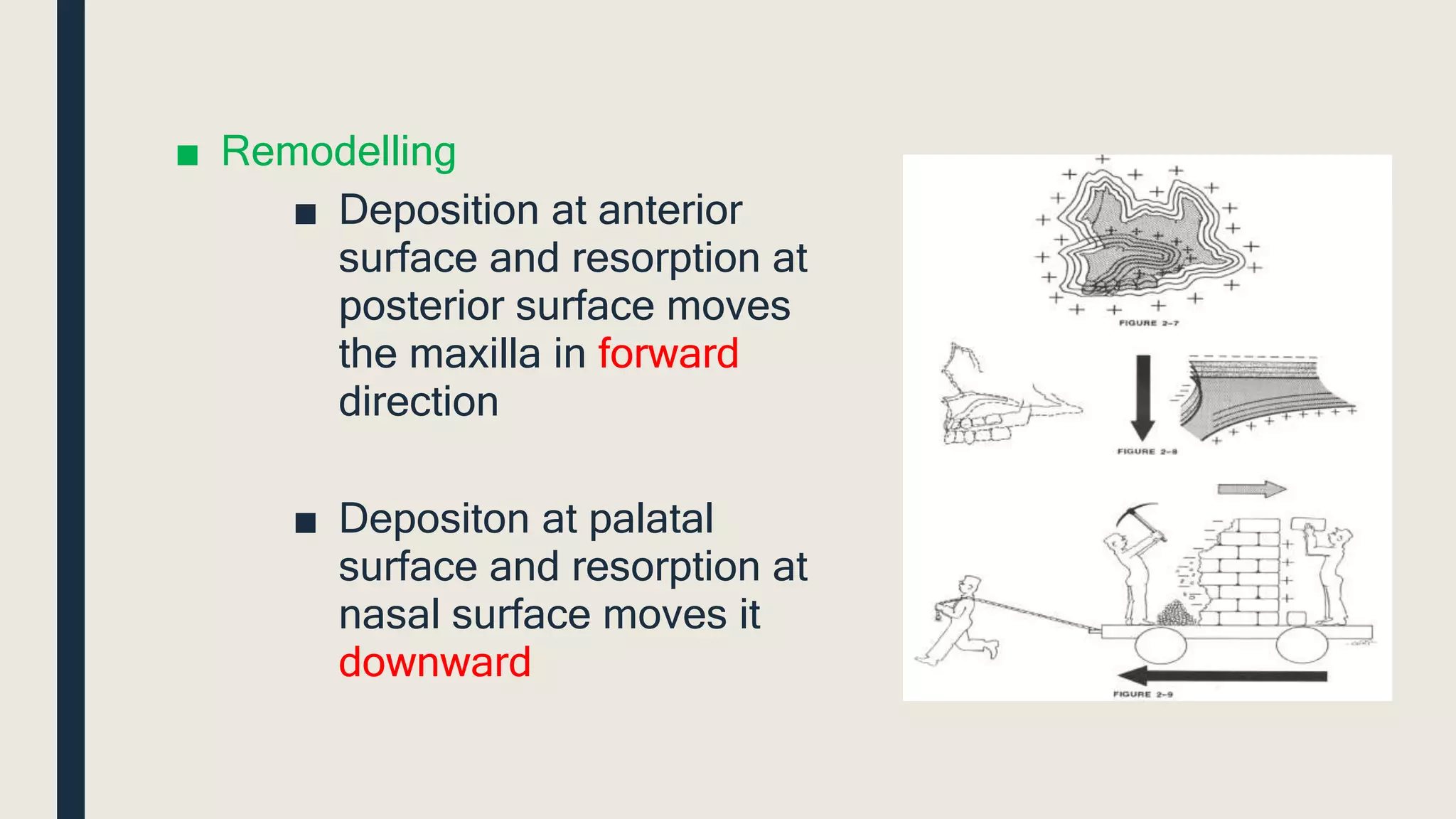Embryology of head and neck | PPTX