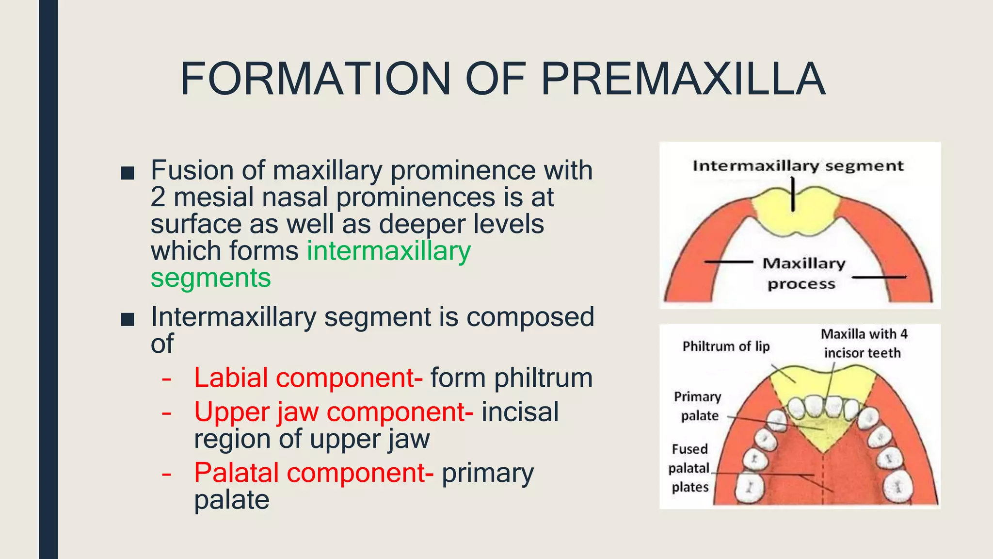 Embryology of head and neck | PPTX