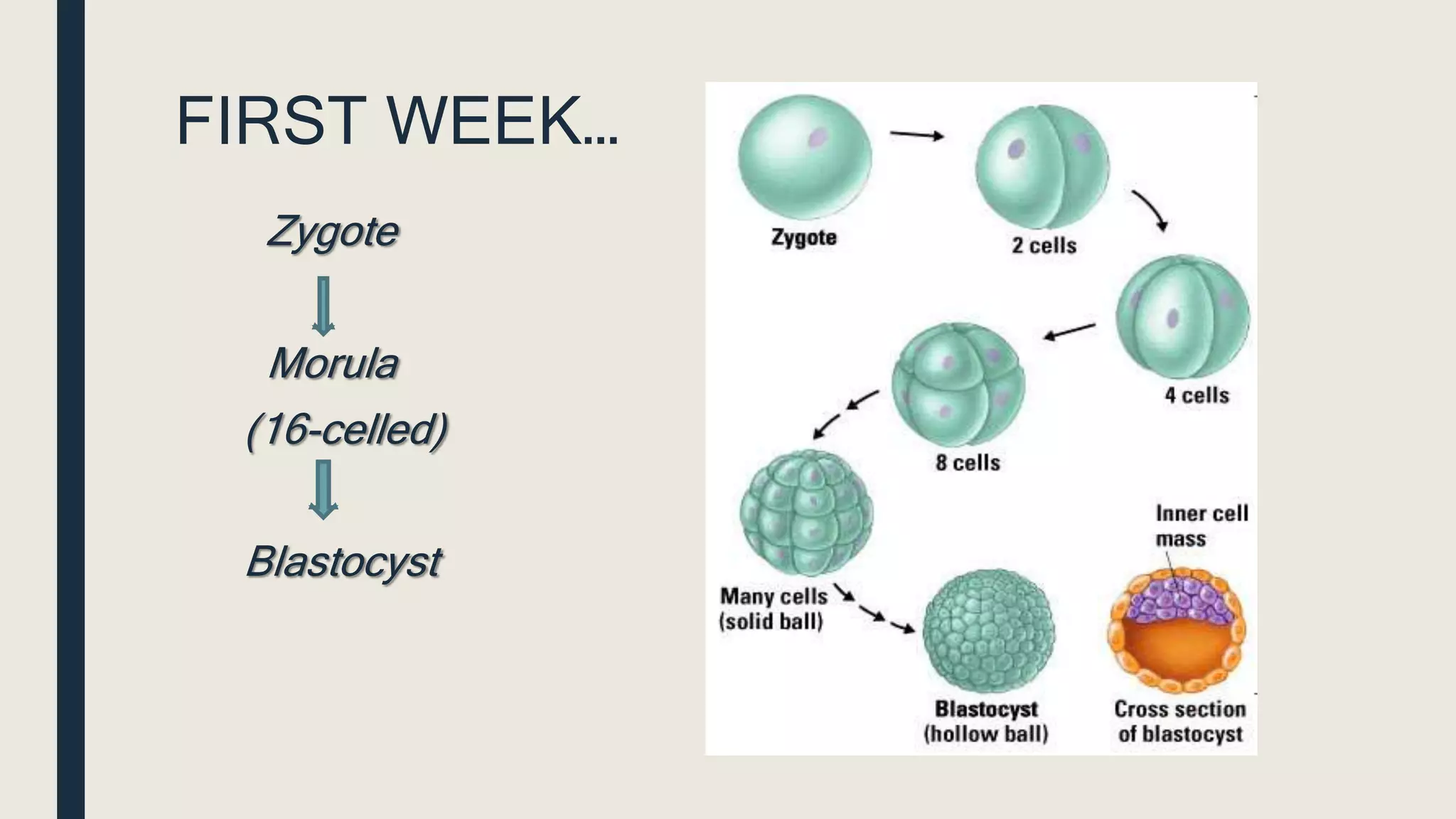 Embryology of head and neck | PPTX