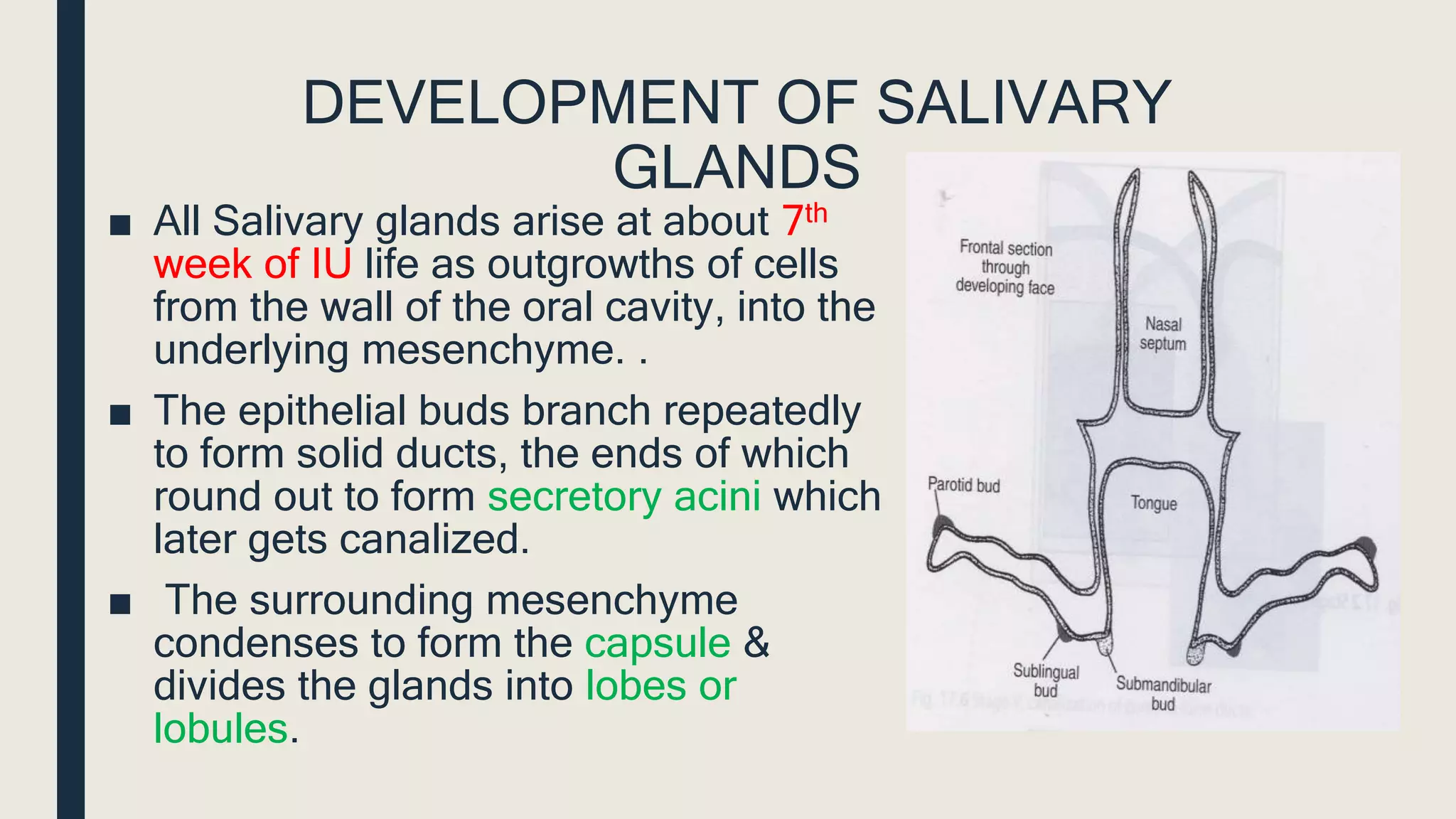 Embryology of head and neck | PPTX