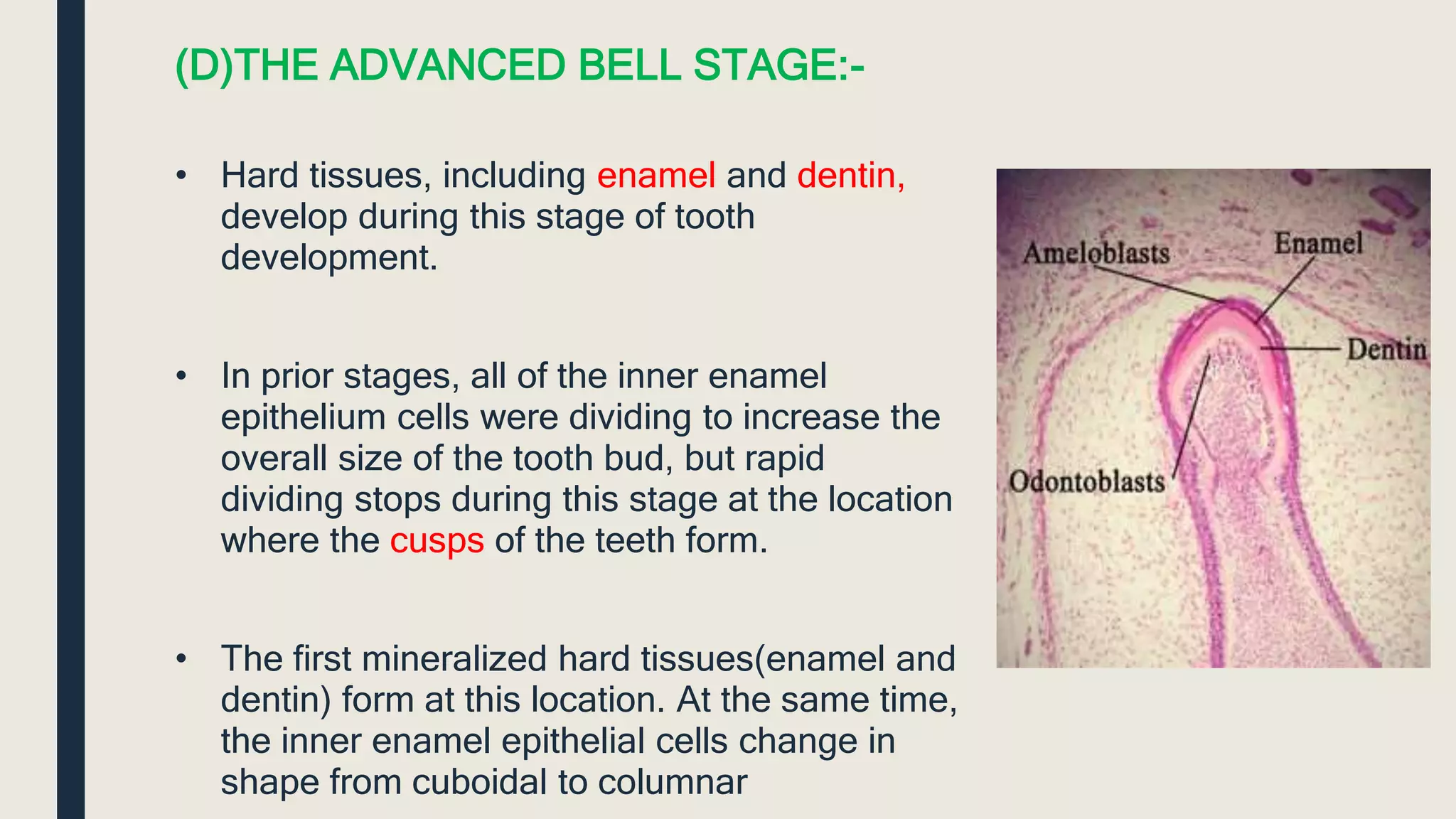 Embryology of head and neck | PPTX