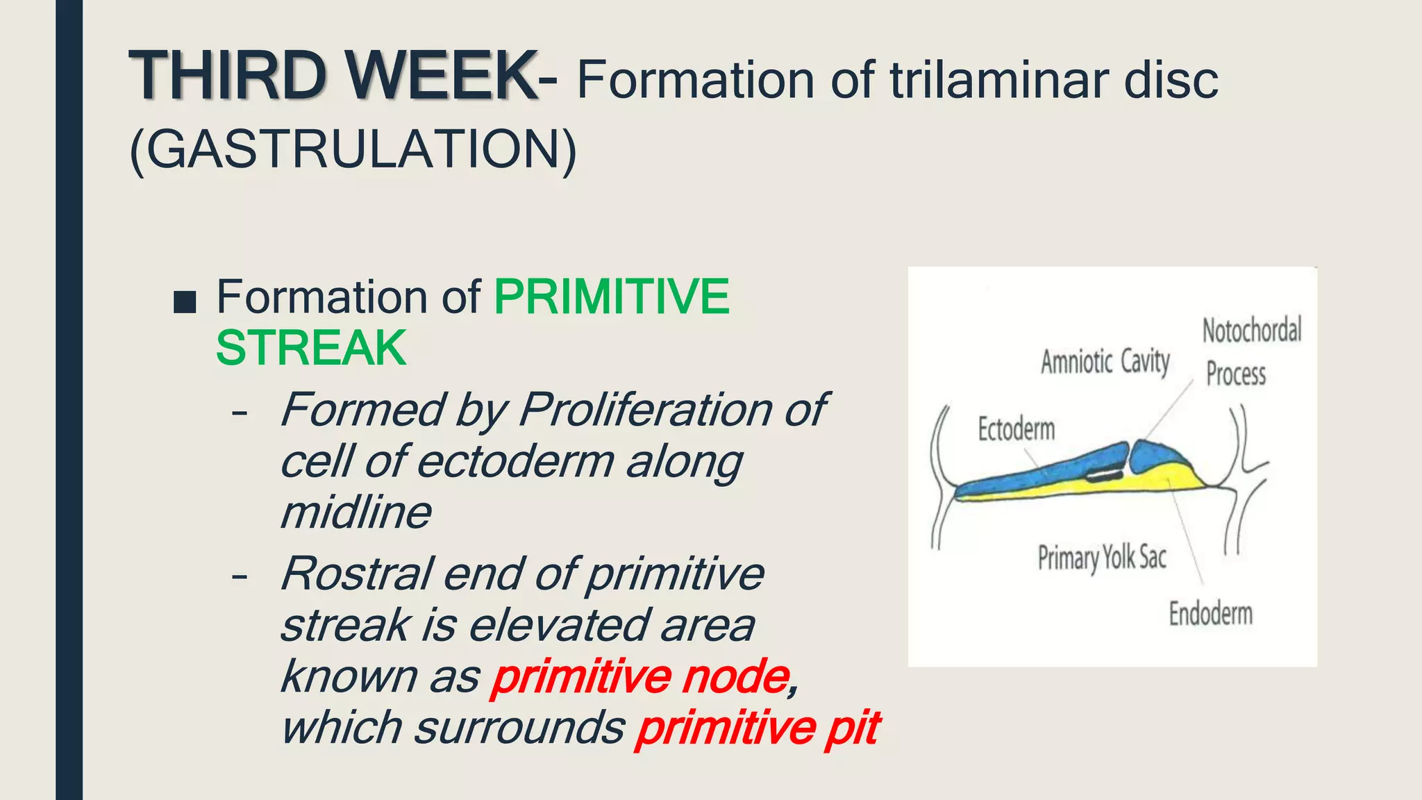 Embryology of head and neck | PPTX