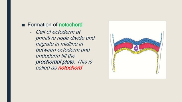 Embryology of head and neck | PPTX