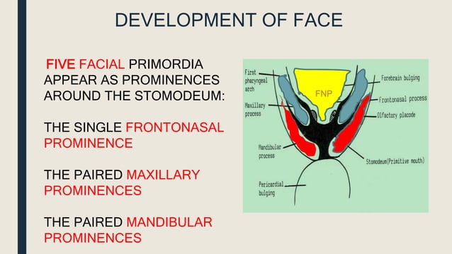 Embryology of head and neck | PPTX