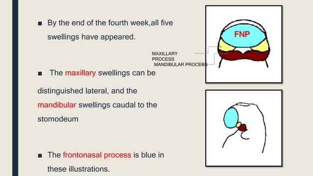 Embryology of head and neck | PPTX