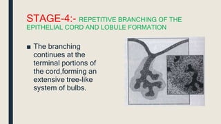 Embryology of head and neck | PPTX