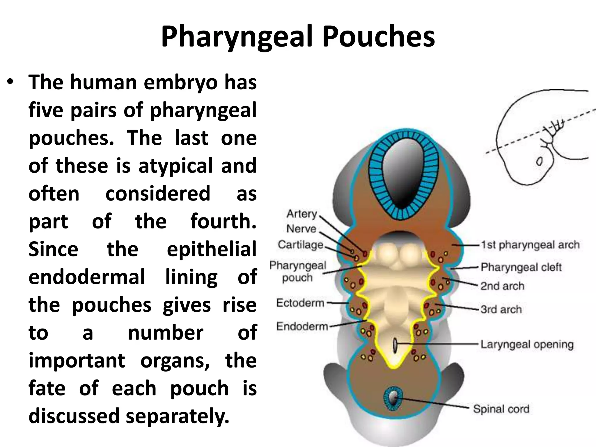 Embryology of head&neck es - copy | PPTX | Ear, Nose and Throat ...