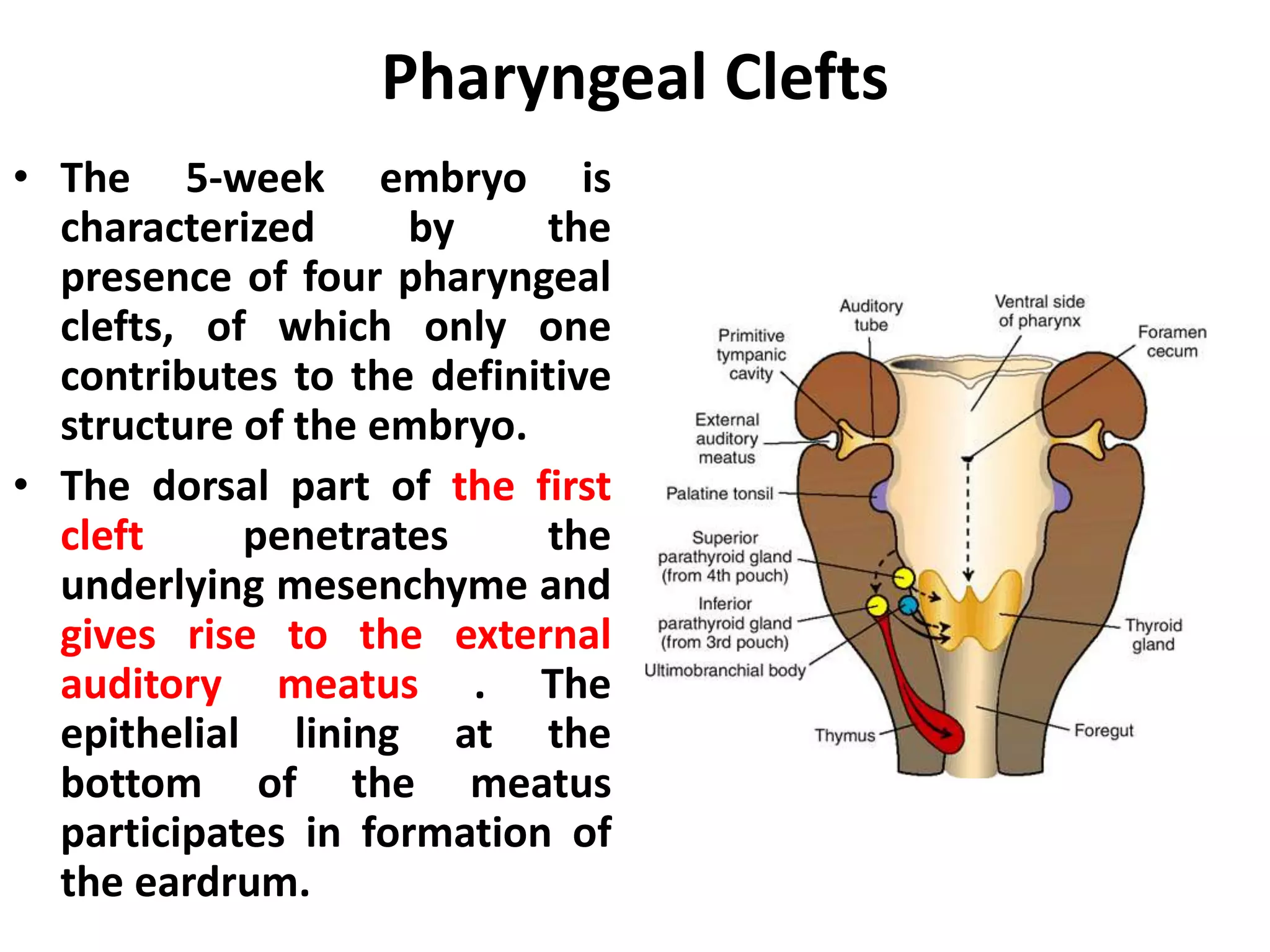 Embryology of head&neck es - copy | PPTX | Ear, Nose and Throat ...