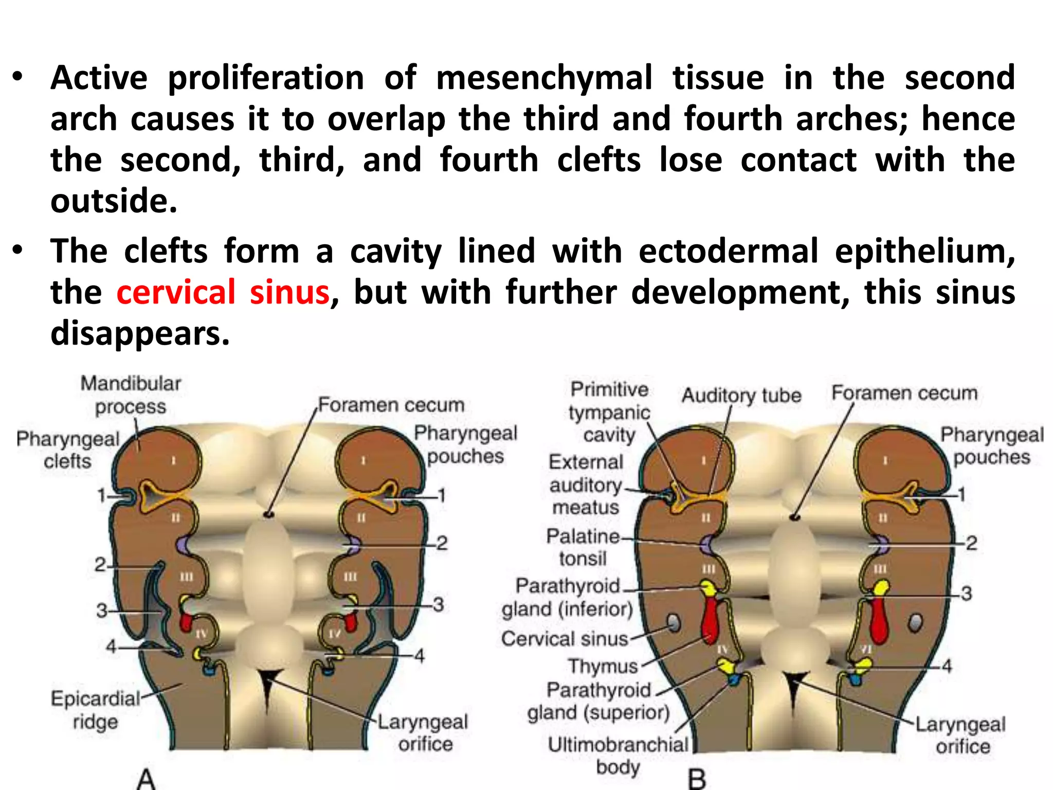 Embryology of head&neck es - copy | PPTX | Ear, Nose and Throat ...