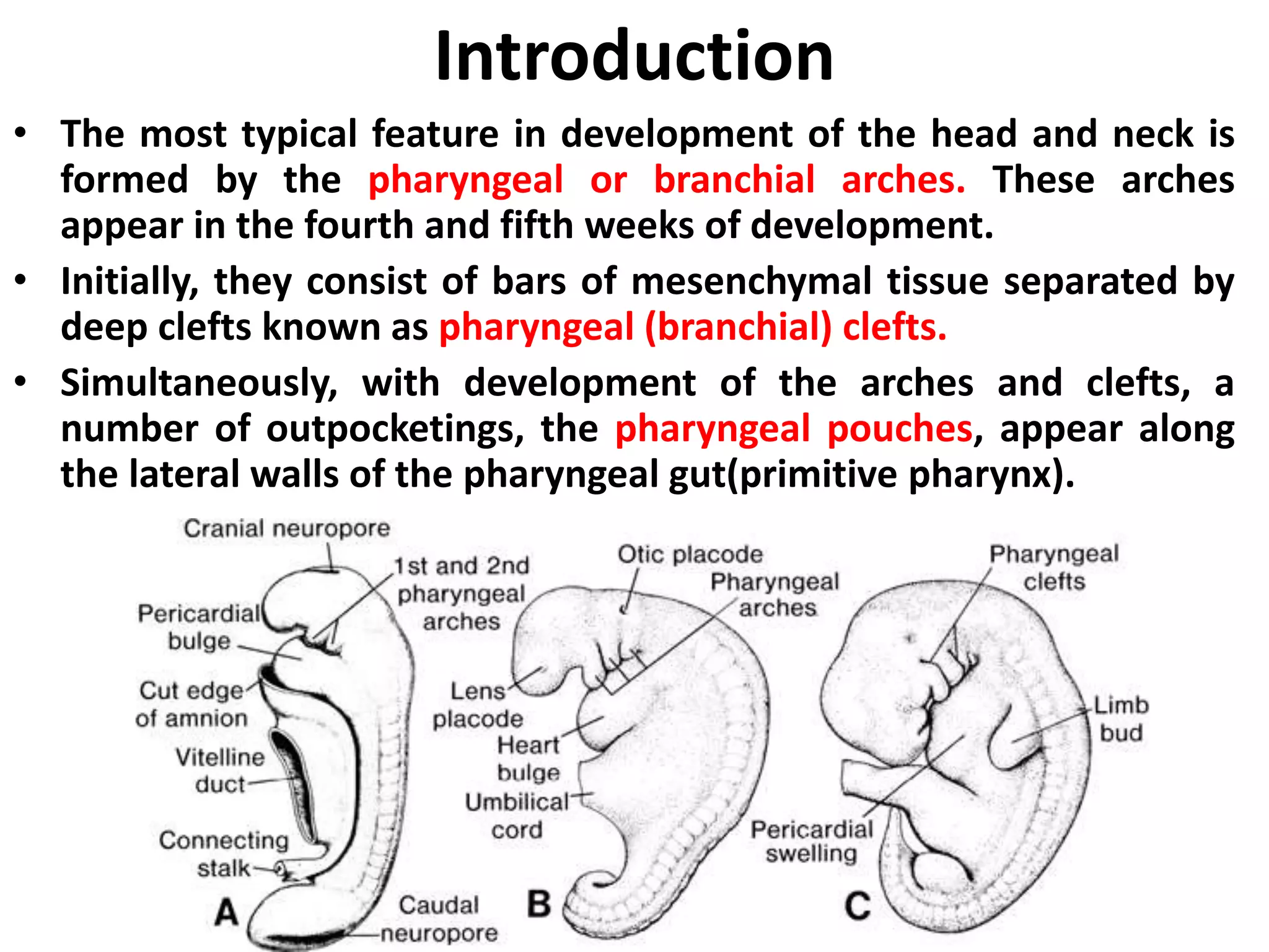 Embryology of head&neck es - copy | PPTX | Ear, Nose and Throat ...
