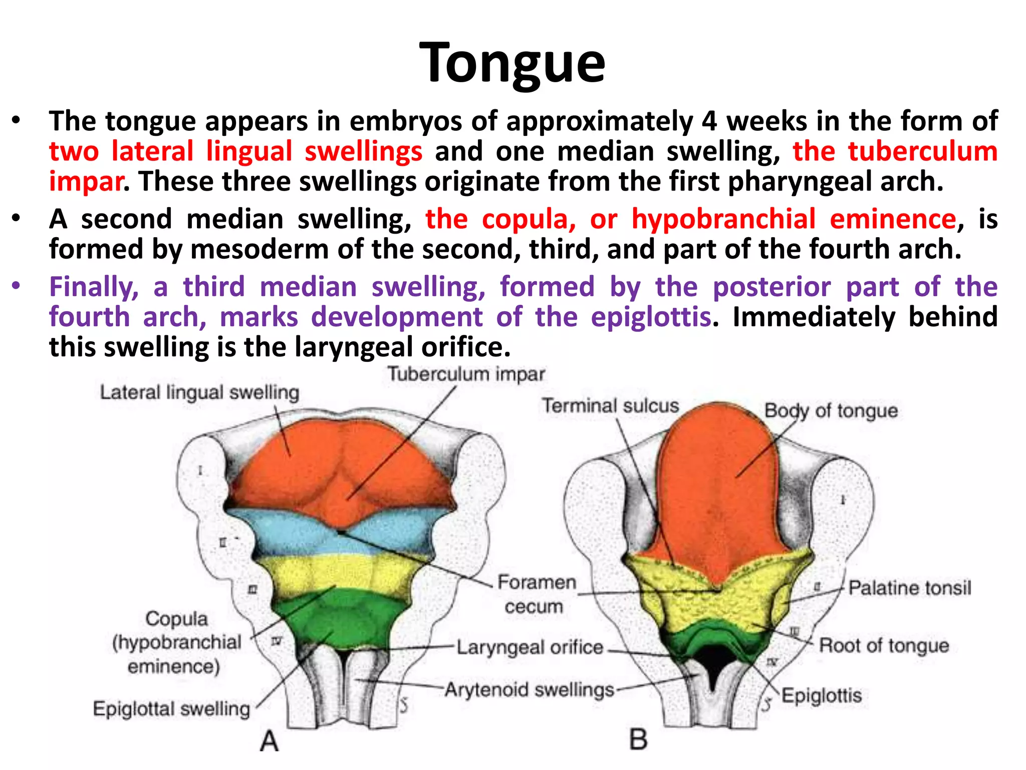 Embryology of head&neck es - copy | PPTX | Ear, Nose and Throat ...