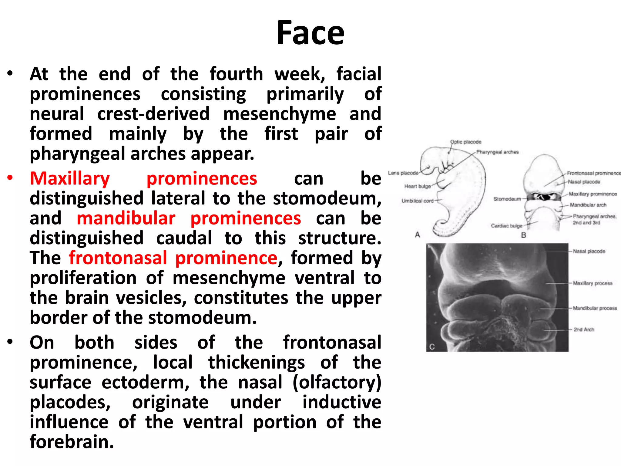 Embryology of head&neck es - copy | PPTX | Ear, Nose and Throat ...