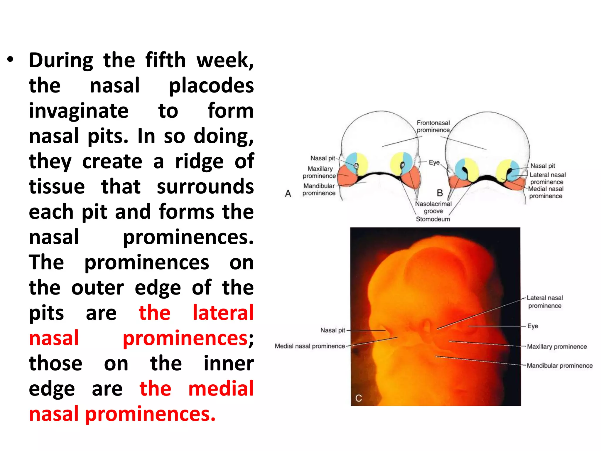 Embryology of head&neck es - copy | PPTX | Ear, Nose and Throat ...