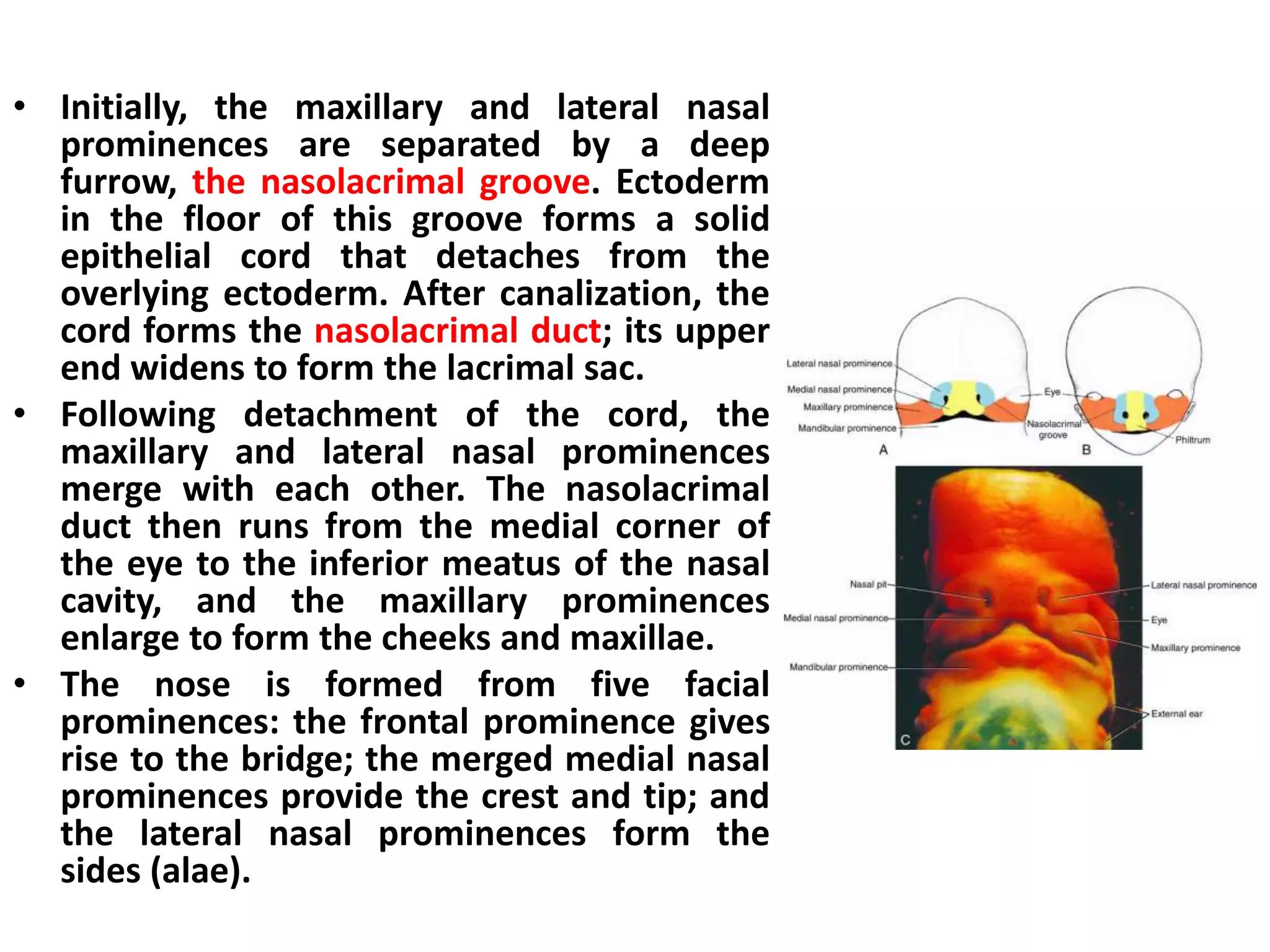 Embryology of head&neck es - copy | PPTX | Ear, Nose and Throat ...