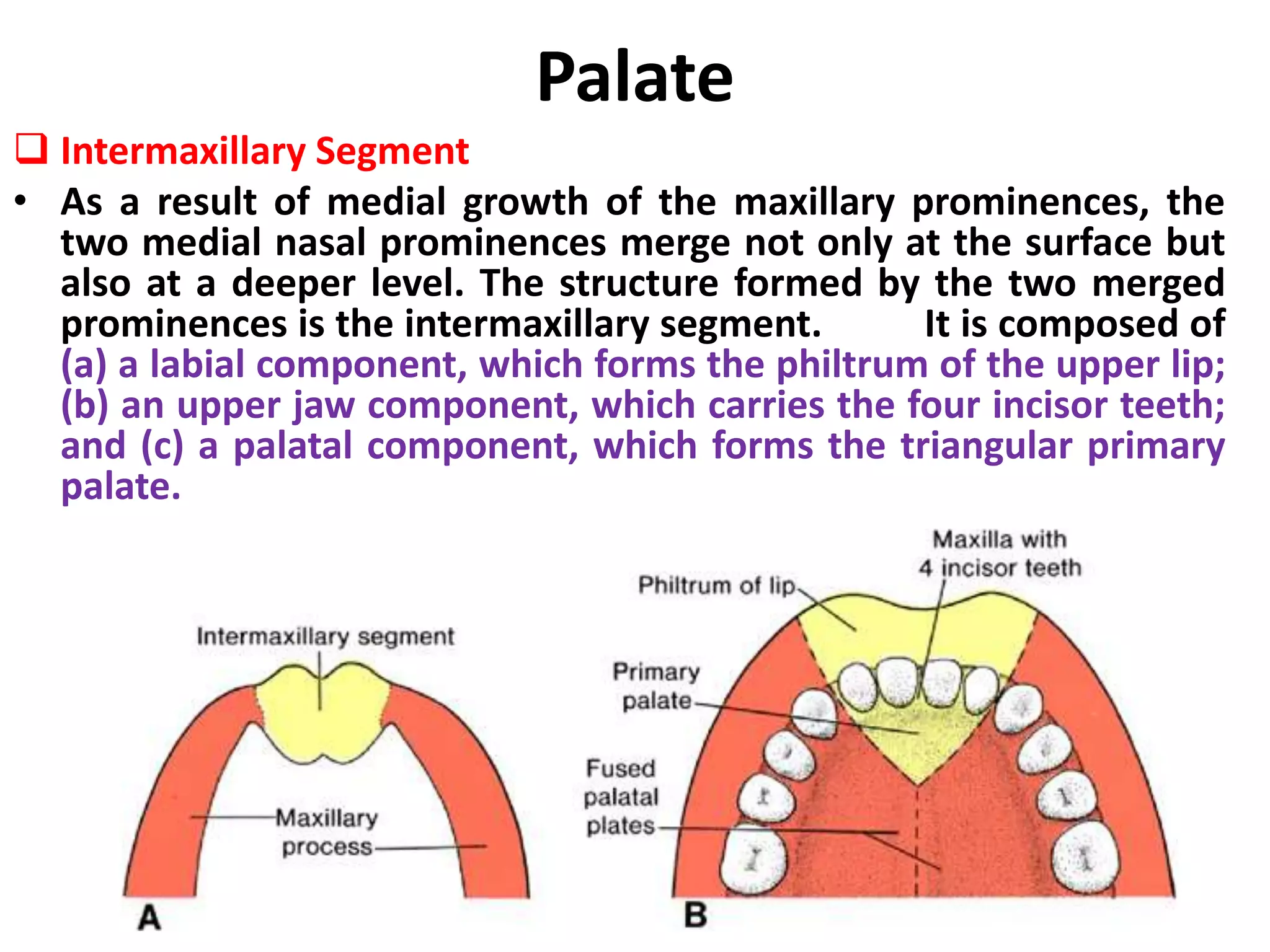 Embryology of head&neck es - copy | PPTX | Ear, Nose and Throat ...