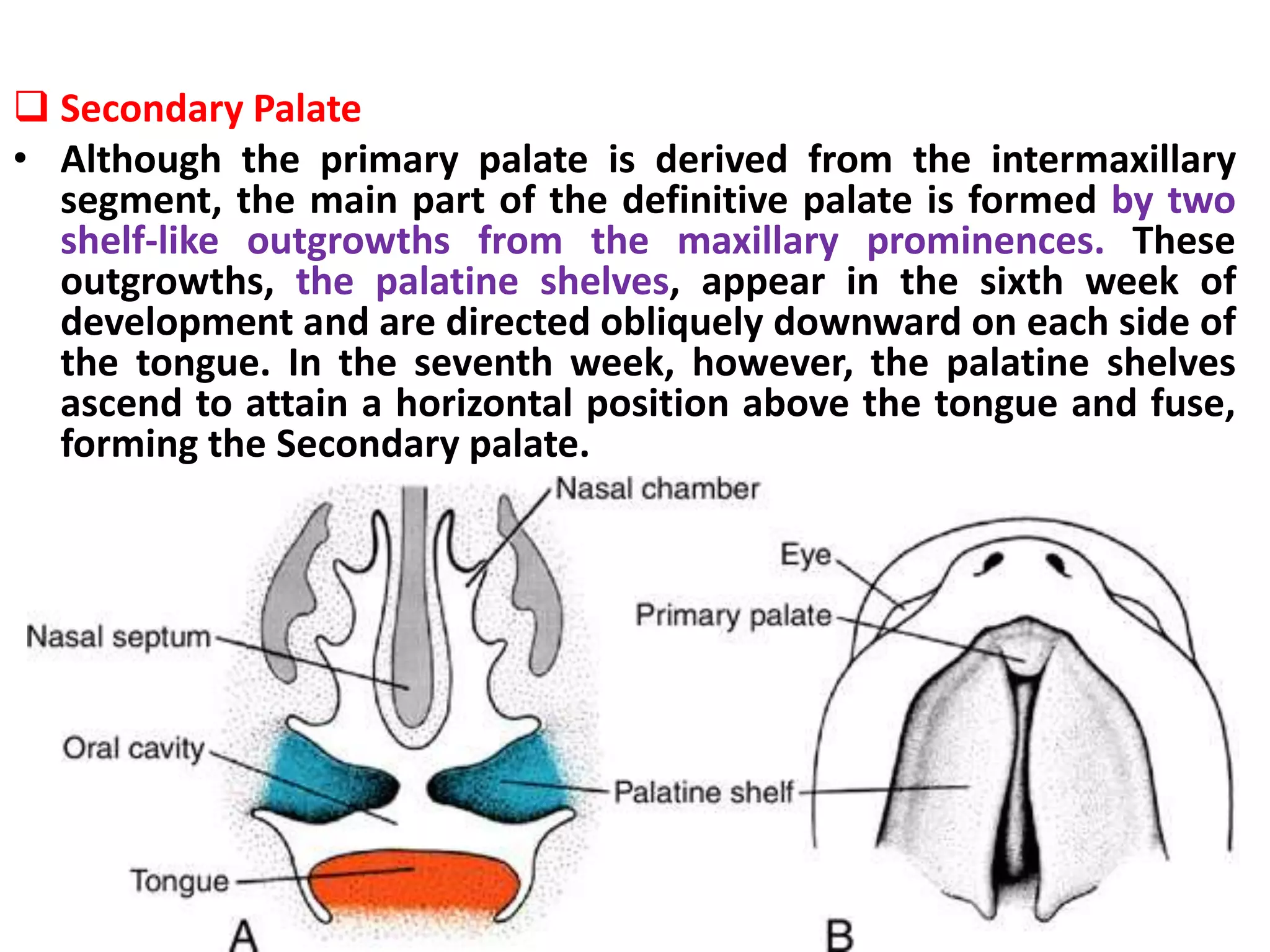 Embryology of head&neck es - copy | PPTX | Ear, Nose and Throat ...