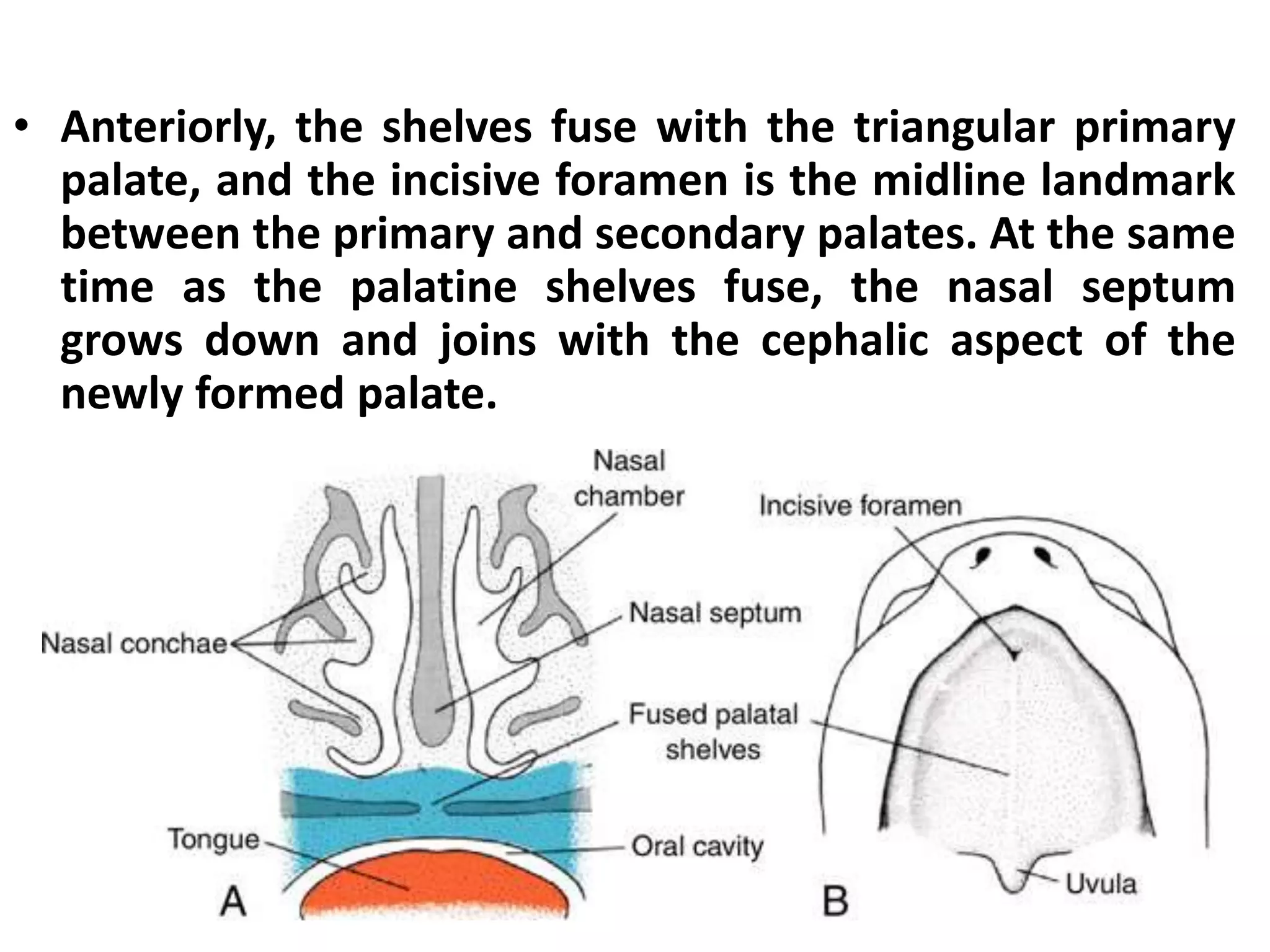 Embryology of head&neck es - copy | PPTX | Ear, Nose and Throat ...