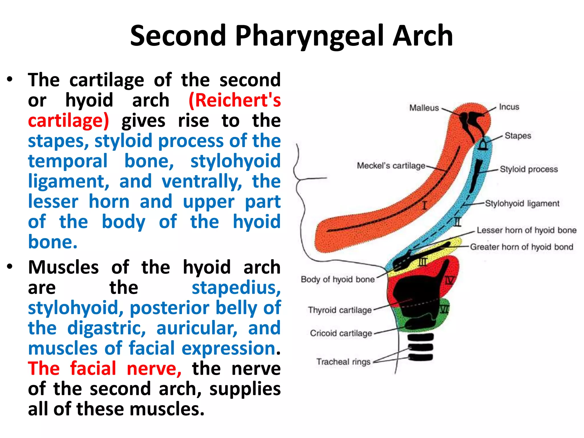 Embryology of head&neck es - copy | PPTX | Ear, Nose and Throat ...