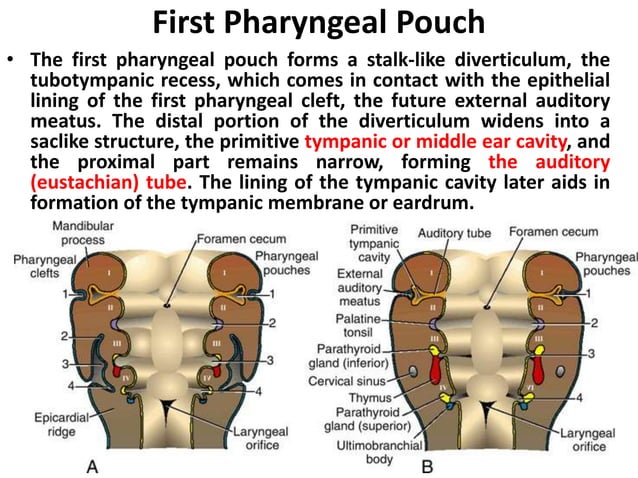 Embryology of head&neck es - copy | PPTX | Ear, Nose and Throat ...