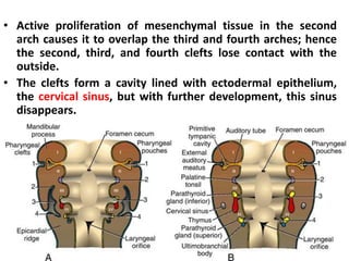 Embryology of head&neck es - copy | PPTX