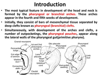 Embryology of head&neck es - copy | PPTX