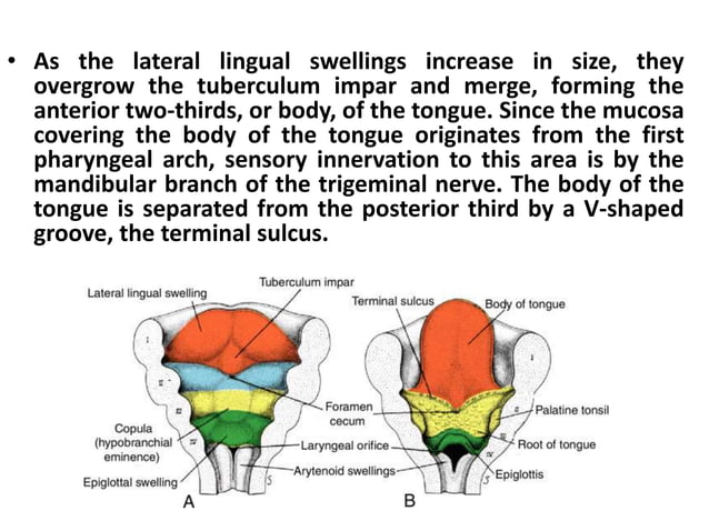 Embryology of head&neck es - copy | PPTX | Ear, Nose and Throat ...