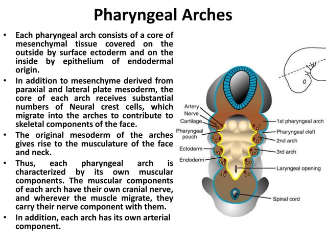 Embryology of head&neck es - copy | PPTX | Ear, Nose and Throat ...