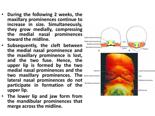 Embryology of head&neck es - copy | PPTX | Ear, Nose and Throat ...