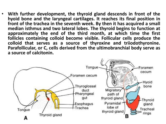 Embryology of head&neck es - copy | PPTX | Ear, Nose and Throat ...