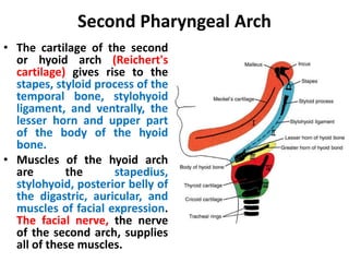 Embryology of head&neck es - copy | PPTX