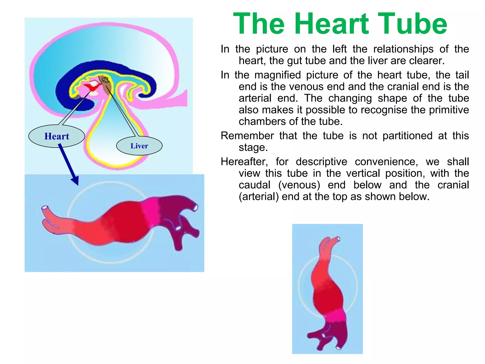 Embryology of heart | PPT